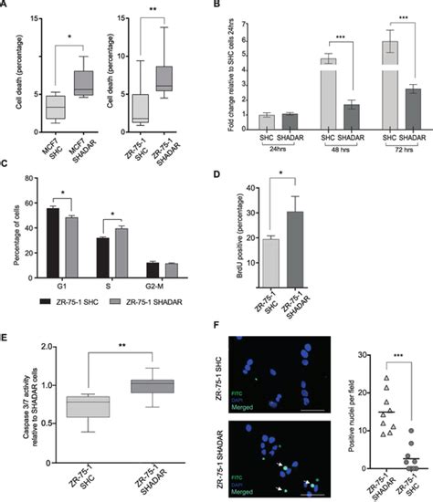 Adar Is Associated With Apoptotic And Viability Phenotype A Cell Download Scientific Diagram