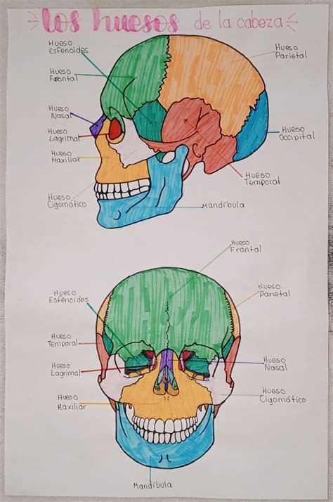 Dibujo De Craneo Humano