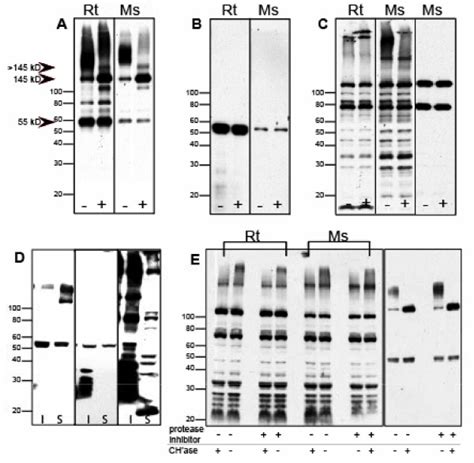 Comparison Of Brevican The Adamts Derived Neoepitope Of Brevican And Download Scientific
