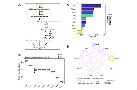 Relative Abundance Of Lps Biosynthesis Related Enzymes In The Gut Of Download Scientific