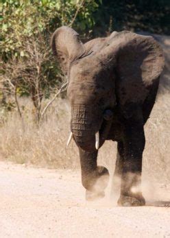 How Fast Can An Elephant Run Speed Of All Species Storyteller Travel