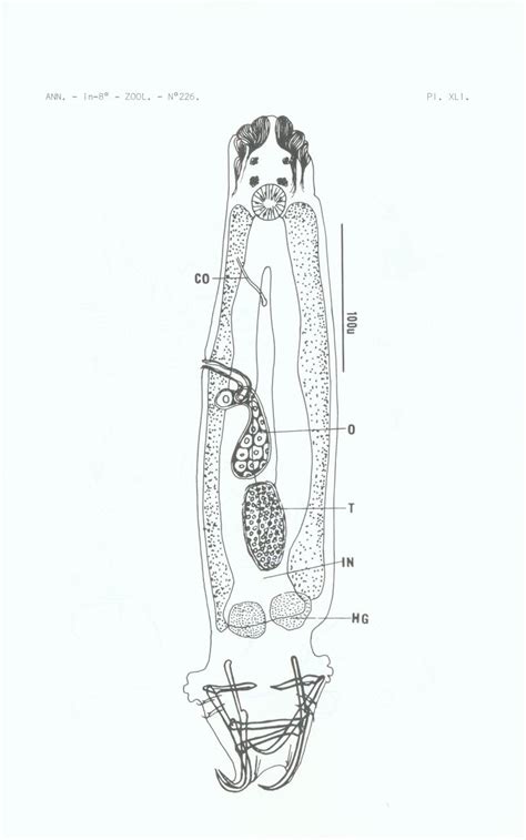 Monogenea Of Inland Water Fish In Africa Nhbs Academic And Professional