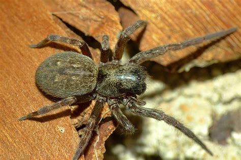 36 Common Spiders In Oregon Pictures And Identification