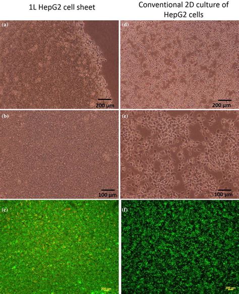 hepg2 cells within the single layered cell sheet a c and the 2d
