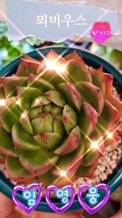 임영웅임히어로가을뫼비우스명품창다육이 귀요미 쪼꼬미 Succulents Youtube