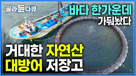 하루 1000마리 넣었다 뺐다 어창을 가득 채운 최고급 대방어 싱싱한 물고기를 위한 어부들의 수상 냉장고│어부들의 제철 대방어잡이│극한직업│골라듄다큐 Youtube