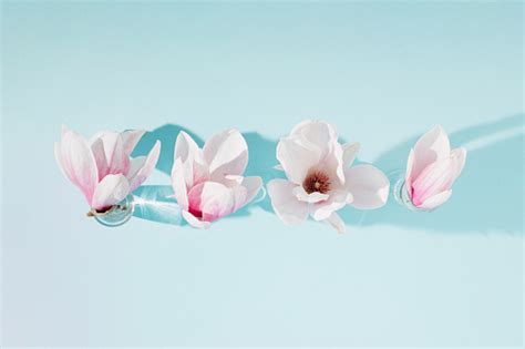 목련은 파스텔 블루 배경과 그림자에 대한 햇빛 크리스탈 안경에 꽃을 피 웁니다 최소한의 스프링 개념 평면도 0명에 대한 스톡 사진 및 기타 이미지 Istock