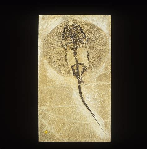 Stingray Fossil Photograph By Science Photo Library Pixels