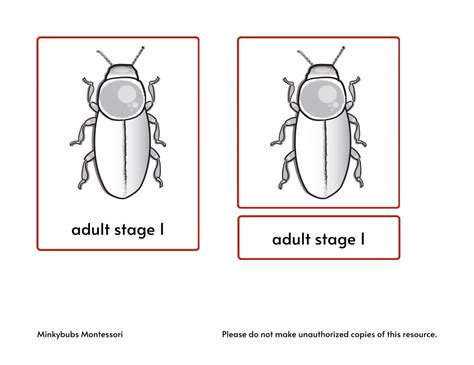 Darkling Beetles Life Cycle