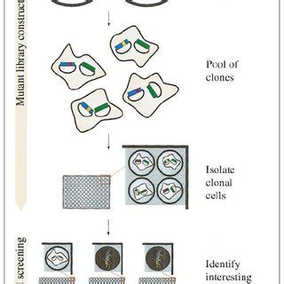 Schematic View Of Various Steps In The Random Mutagenesis And Screening Download Scientific