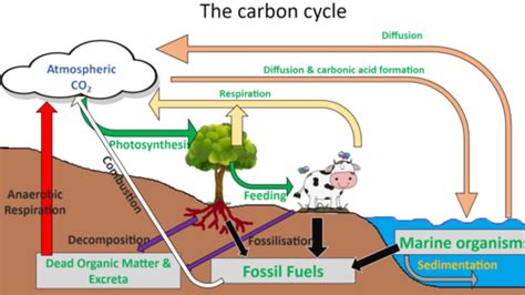 5 4 Nutrient Cycles Flashcards Quizlet