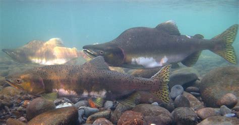 The Humpy Swarm Craig Medred