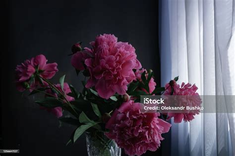 흰색 테이블 창과 검은 벽 배경에 유리 꽃병에 아름다운 모란 꽃 꽃 식물에 대한 스톡 사진 및 기타 이미지 꽃 식물 계절 꽃 나무 Istock