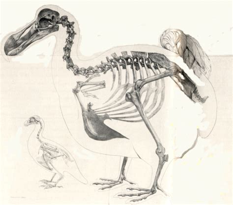 Real Dodo Bird Skeleton