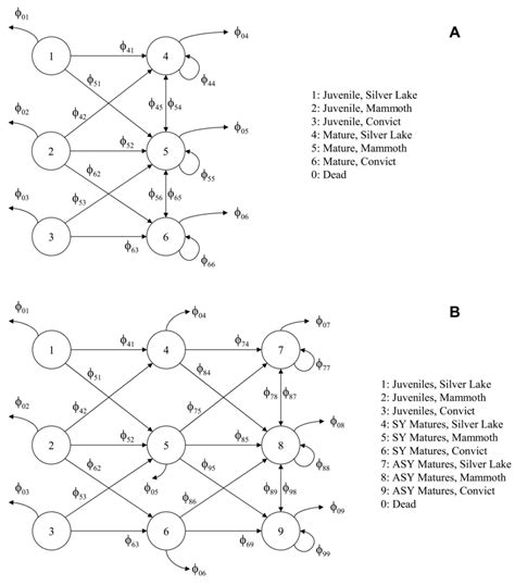 Structure Of Transition Matrices Used To Model Encounter Histories Of Download Scientific