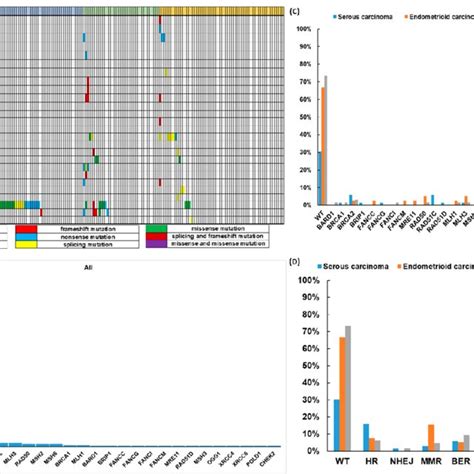 Deleterious DNA Damage Response DDR Gene Mutations In 172 Epithelial Download Scientific
