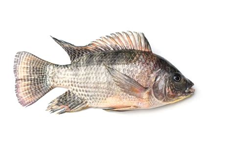 Premium Photo Tilapia Isolated On White Background Fresh Raw Tilapia
