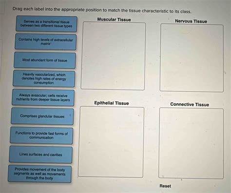 Solved Drag Each Label Into The Appropriate Position To Match The Tissue Characteristic To Its