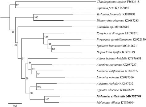 Phylogenetic Relationships Based On The 13 Mitochondrial Protein Coding