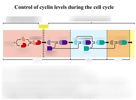 Cancer Chapter 8 Diagram Quizlet