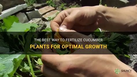 The Best Way To Fertilize Cucumber Plants For Optimal Growth Shuncy