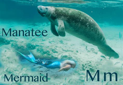 Nixpages Manatees And Mermaids