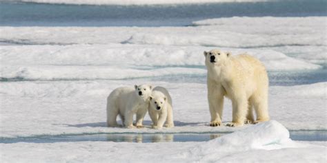 Clima Polar Qué Es Características Tipos Flora Y Fauna