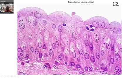 Anatomy Histology Flashcards Quizlet