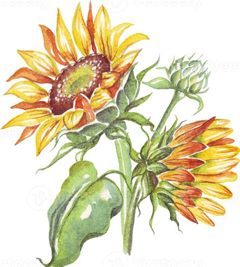 Yellow Sunflower Drawing At Jackson Mcpherson Blog