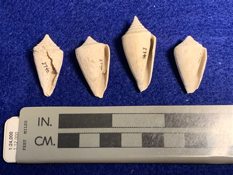 Gastropod Identification Help Needed Florida Fossil Fossil Id The