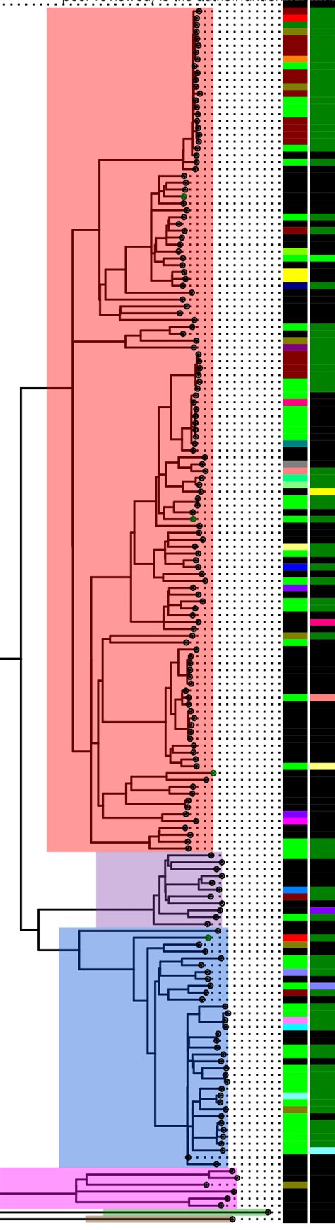 Maximum Likelihood Phylogeny Of 176 M Tuberculosis Strains Based On