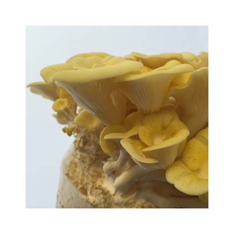 Golden Oyster Mushroom Pleurotus Citrinopileatus Spawn Dowels For Organic Growing Acc To Regula