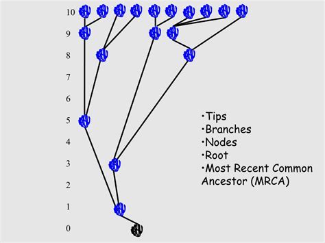 Ppt Phylogenies And Classifying Species Aka Cladistics And Taxonomy Powerpoint Presentation Id