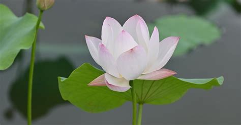 계절 고요한 고요함 꽃 꽃무늬 나뭇잎 넬 버스 누티 페라 님페이아 명상 무성한 물 반사 분홍색 꽃잎 불교 선 가든 수련 수생 식물원 수초