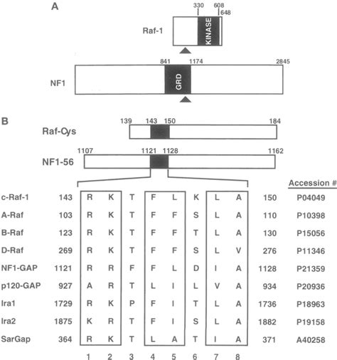 Diagram And Sequences Of Ras Binding Fragments And Peptides From Raf 1