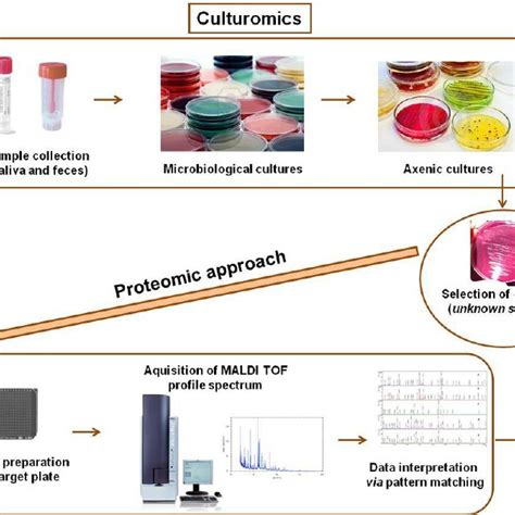 Proteomics And Metaproteomics Based Investigations Of Gut Microbiota Download Scientific