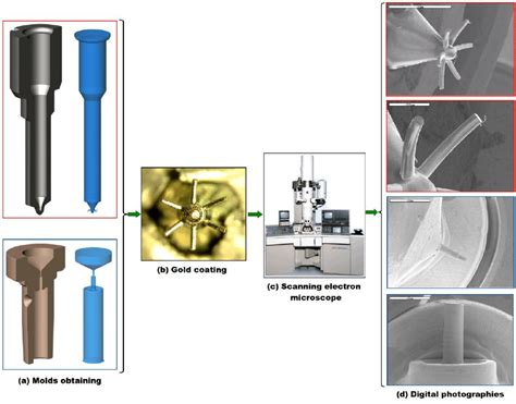 Scanning Electron Microscope Visualization Procedure Download Scientific Diagram