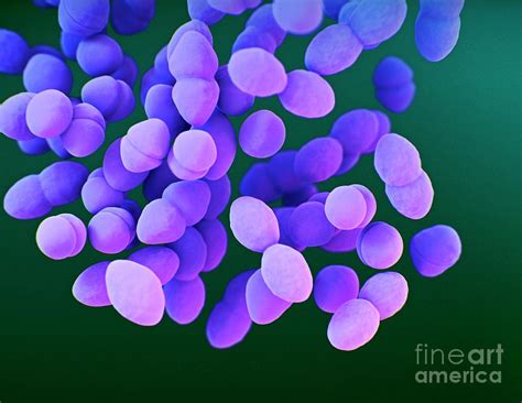 Enterococci Bacteria Photograph By Science Photo Library Pixels