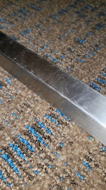 Is This A Bed Bug Or Am I Being Paranoid Thank You In Advance R Whatsthisbug