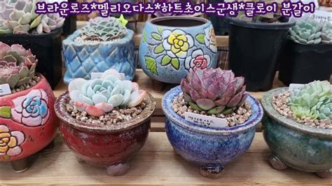 브라운로즈클로이하트초이스멜리오다스 분갈이해요💕 Youtube