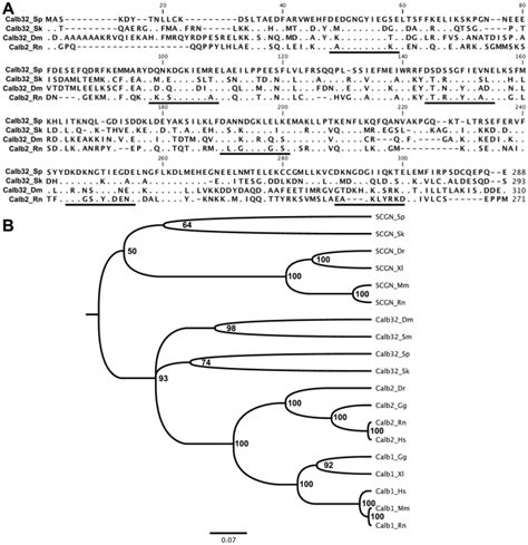 a sequence alignment of rat calbindin 2 np 446440 1 drosophila
