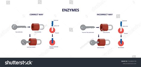 Enzymes Key Lock Model Metabolic Chemical Stock Vector Royalty Free 1522850159 Shutterstock