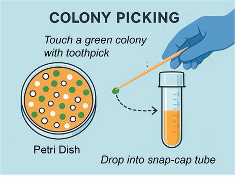 9 Colony Picking Synbio Project Tutorials