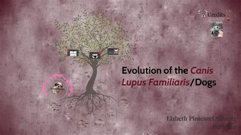 Evolution Of The Canis Lupus Familiaris By Lizbeth Pimentel Salazar On