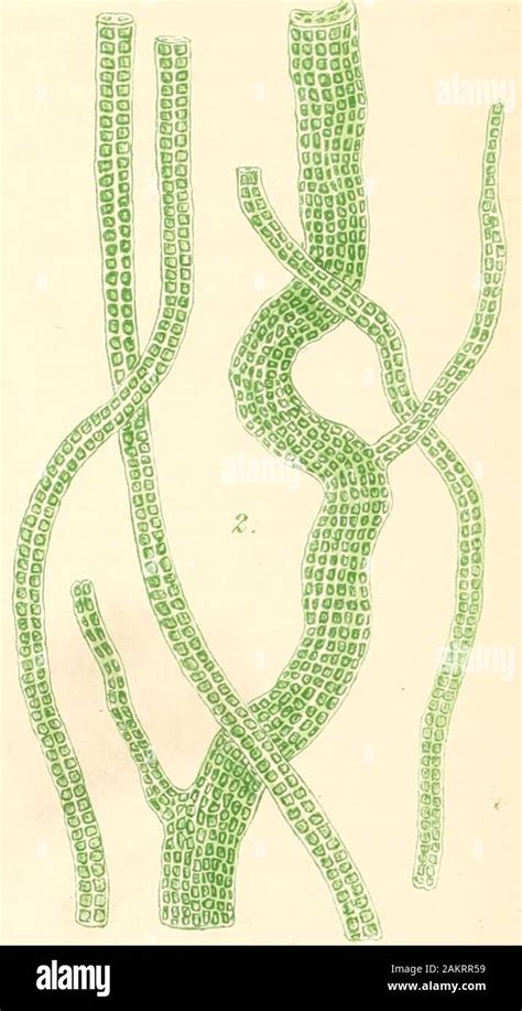 Phycologia Britannica Or A History Of British Sea Weeds Containing