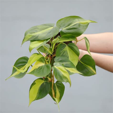 Philodendron Brazil In A 4 Nursery Pot Variegated Pothos Plant