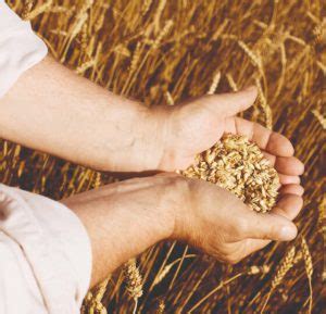Completing Your ISCC Sustainability Self Declaration Grain Brokers Australia