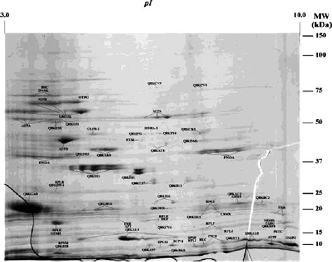 2 De Separation Of The Protein Extract After Solubilization Of The