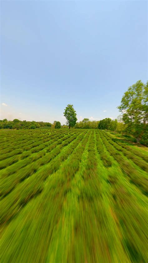 Dynamic Fpv Drone Flight Over Tea Plantation In Chiang Rai Thailand 45846802 Stock Video At