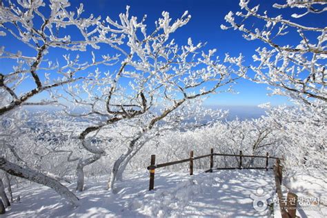 첫눈오는날 인생사진 무주 덕유산 눈꽃세상 상고대 겨울여행지